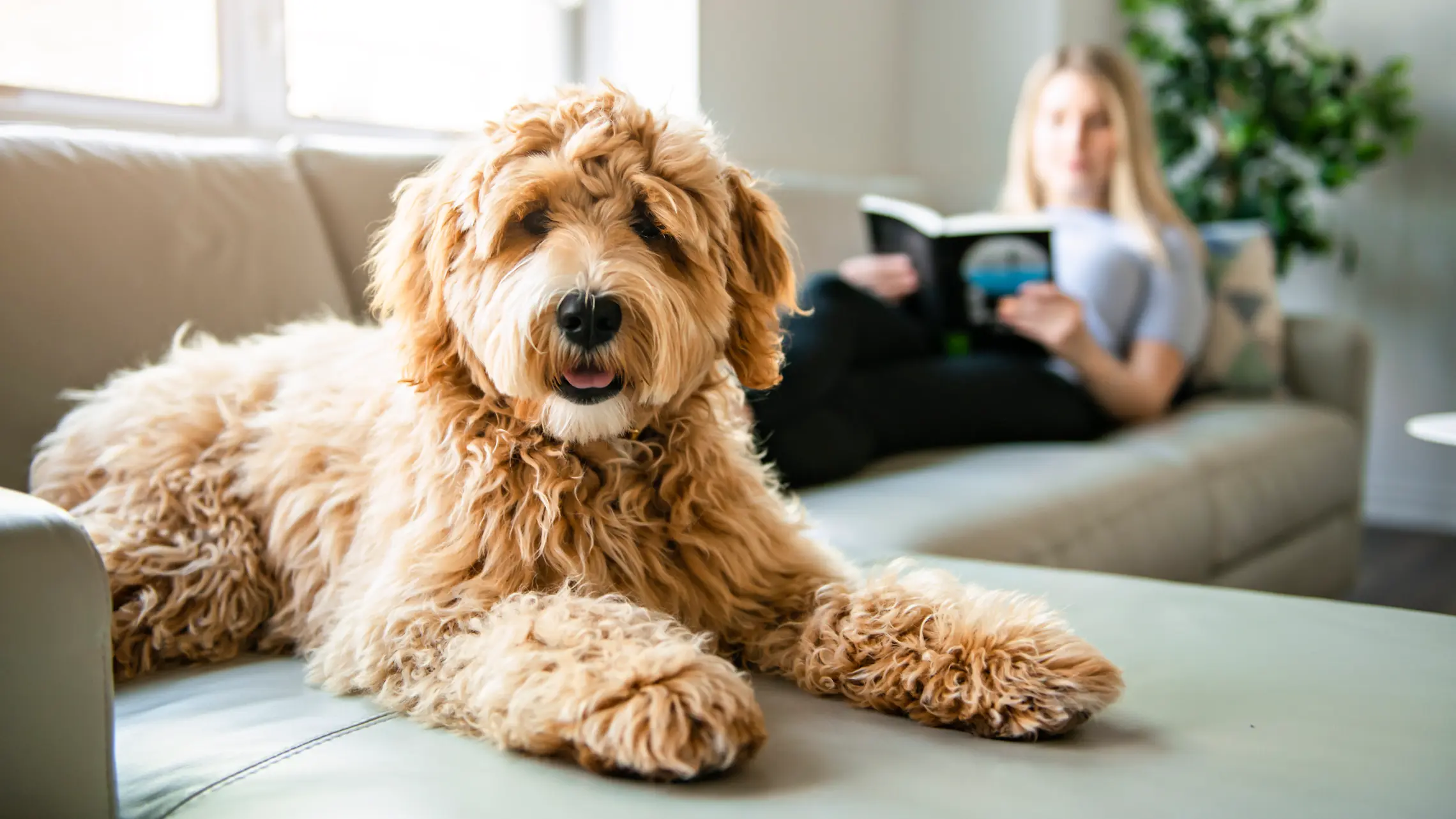 Labradoodle - Wesen, Lebenserwartung & Versicherung